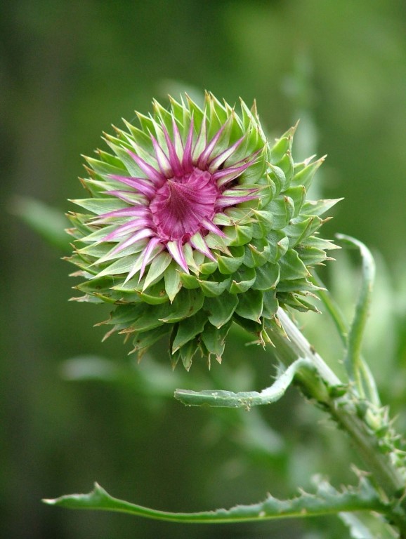 Musk Thistle Invasive Plant In Teton County Wy